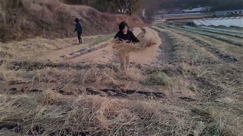 마늘 농사 냉해예방을 위한 철저한 월동준비 Youtube