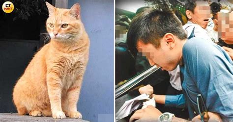 毛孩惡主2／動保法罰則輕難遏止惡行 虐死「茶茶」貓狠男成入獄首例 社會 Ctwant