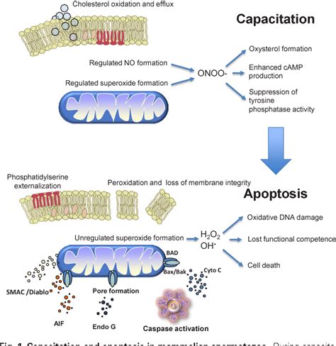 Figure From Causes And Consequences Of Apoptosis In Spermatozoa Contributions To Infertility