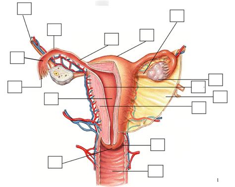 Uterus Diagram Diagram Quizlet