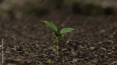 Plants Growing Trees Cgi Animation Animated Growth Of Plants And Trees