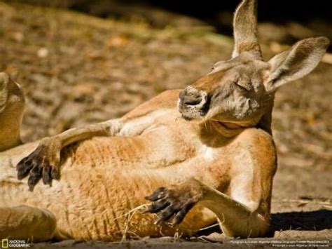 Pin By Nobutaka On 面白 Wildlife Photos Funny Animals National
