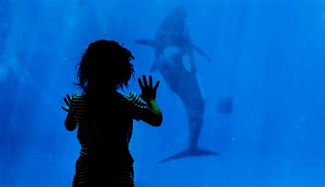 Itap Of My Daughter And A Whale Ritookapicture