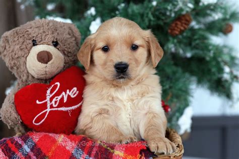 Aspen My Golden Retriever Puppies