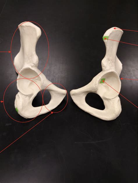 Lab Appendicular Skeleton Troy Moore NWTC Diagram Quizlet