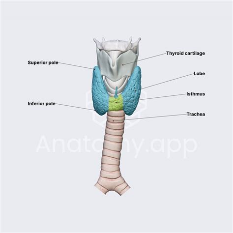 Isthmus Thyroid Thyroid Gland