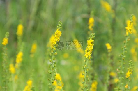 仙鹤草在田野里盛开的黄色花朵草本植物常见的仙鹤草Agrimoniaeupatoria常见的仙鹤草黄色花朵关高清图片下载 正版图片