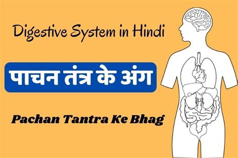 पचन ततर क परमख अग क नम Manav Pachan Tantra Ke Bhag Gk Friend