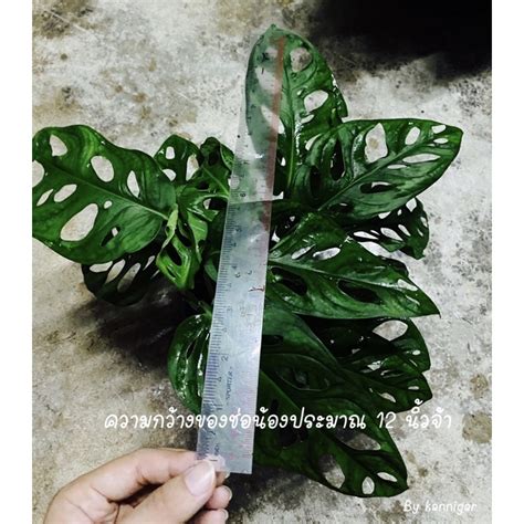 ด่วน️พลูฉลุ️ลำต้นใหญ่แน่นๆขนาดกระถาง4นิ้ว Fashion Luxjang Thaipick