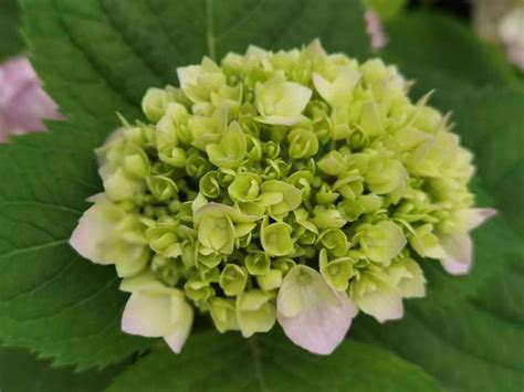 【25】闭区间连续函数的边界定理和最值定理（extreme Value Theorem） 知乎