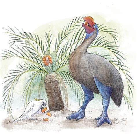 Egg Eating Humans Helped Drive Australias ‘thunder Bird To Extinction