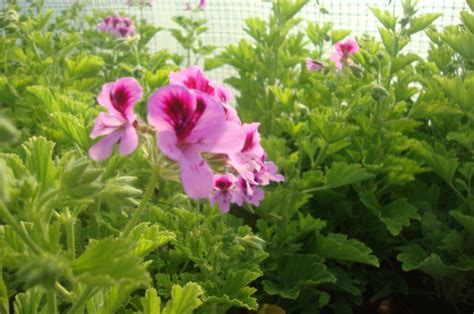 Pelargonium Orange fizz La mano verde Vivero Árbol Jardinería