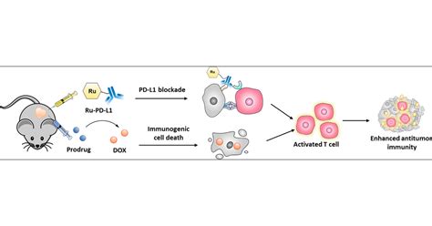 A Nanobody Bioorthogonal Catalyst Conjugate Triggers Spatially Confined Prodrug Activation For