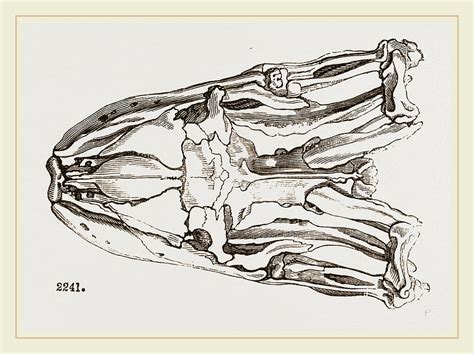 Skull Of Python Drawing By Litz Collection Fine Art America