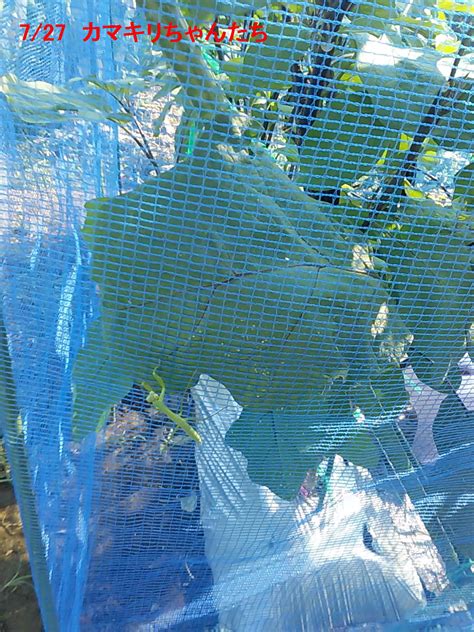 カマキリを探せ！㉛ やっちのぼっちlife