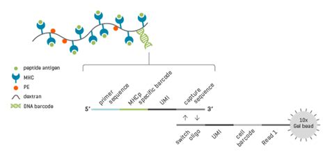 What Factors Should I Consider When Planning My Antigen Specificity Experiment Using Dcode
