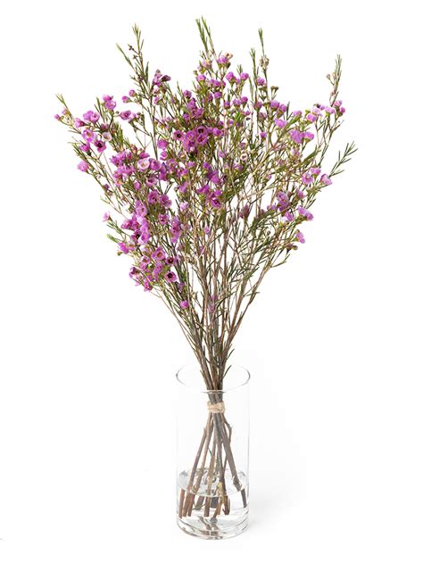 生花ワックスフラワー ワックスピンク60cm オーストラリアFlower Smith Marketフラワースミスマーケット