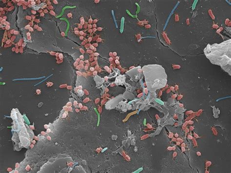 Microbial Activity In The Subsurface Gisera