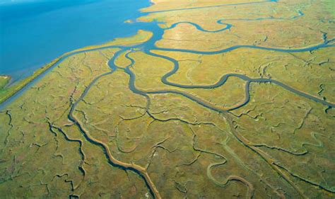 Estuary