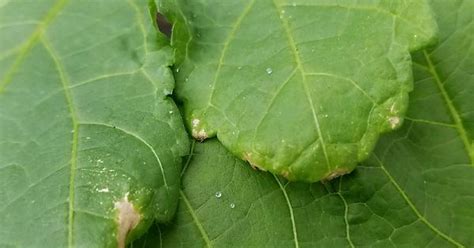 Help Identifying Eggs On These Okra Leaves More Info In Comment Imgur