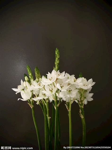 盛心百合摄影图花草生物世界摄影图库昵图网