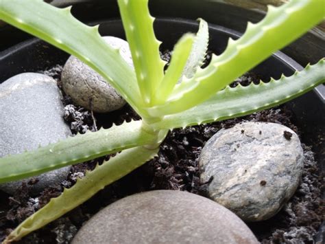 Doogee Mix Review Who Likes Bezels Gizmochina