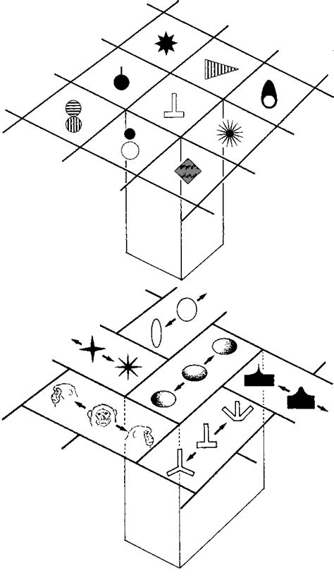 Figure 14 From The Columnar Organization Of The Neocortex Semantic