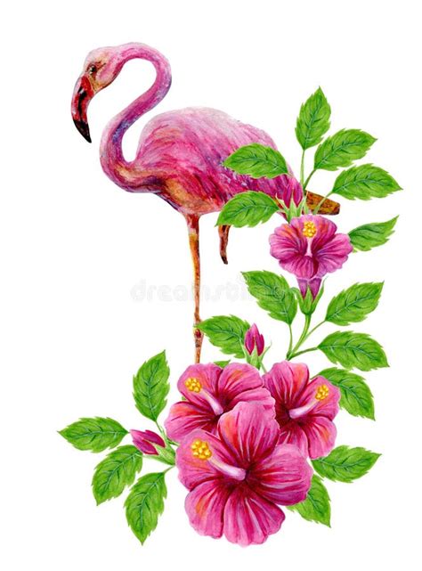 Flamingo Watercolour White Background Stock Illustrations 446
