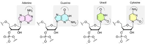 Schematic Representation Of The Four Rna Nucleosides And Negatively Download Scientific Diagram