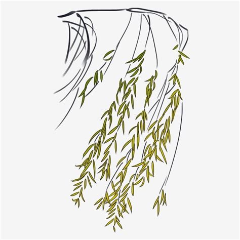 Spring Weeping Willow Weeping Willow Hand Drawn Weeping Willow Weeping Willow Illustration