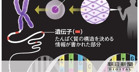 Dna