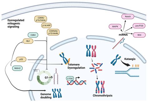 Osteosarcoma Cell Alterations Potentially Contributing To Age Related Download Scientific