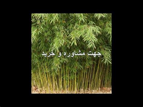 عباس منتظری Posted On Linkedin