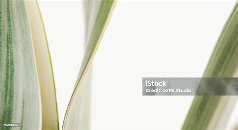 매크로 산세비에리아 트리파시아타 Cv 패턴을 닫아 질감 추상적인 흰색 배경을 남깁니다 잎 최소 바탕 화면 배경 무늬 자연 식물 식물 여름 식물 배경 배너 웹 사이트 표지