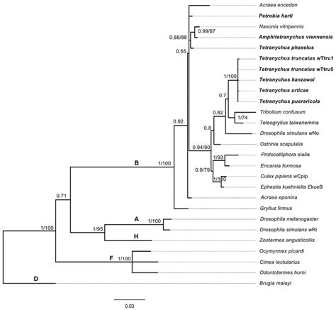 bayesian inference phylogeny of wolbachia based on the concatenated
