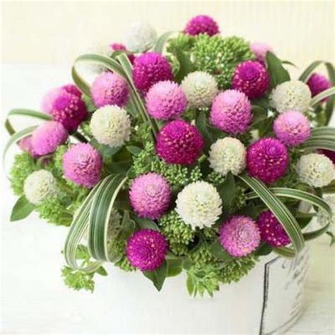 Gomphrena Globosa Mix 150 Seeds Etsy