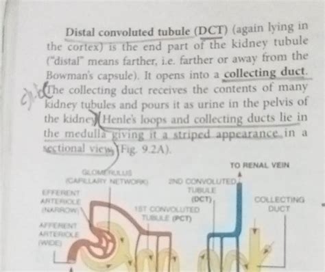 Distal Convoluted Tubule Dct Again Lying In The Cortex Is The End Par
