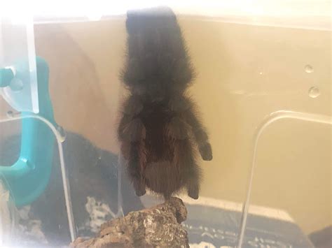 Does Anyone Know What Sex My Tarantula Is R Tarantulas