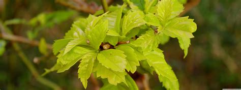 Lemo Plant 4k Uhd Wallpaper For Ultrahd Desktop And Tv Widescreen And