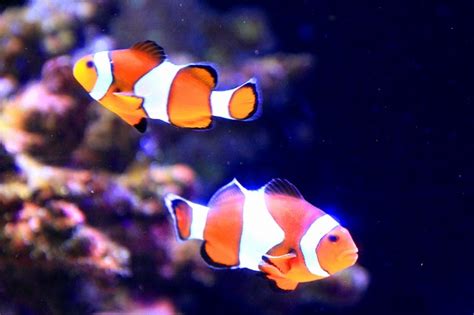 沼津港深海水族館 その5 深海生物 ホンフサアンコウなど 質素な写真展示室