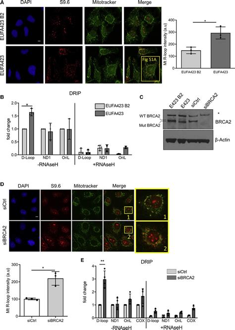 R Loops Accumulate In The D Loop Region Of Mtdna In Cells Lacking Brca2 Download Scientific