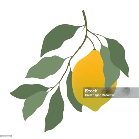 흰색에 고립 된 노란색 레몬과 녹색 잎 레몬 나무 가지 레몬 식물 그림입니다 과일 벡터 손으로 그린 열대 감귤류 분기 지점에