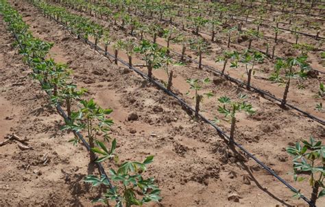 Drip Irrigation Wikifarmer