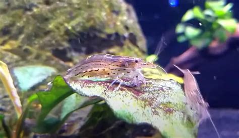 Amano Shrimp Vs Ghost Shrimp The Ultimate Comparison