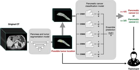 Ai Helps Detect Pancreatic Can Image Eurekalert Science News Releases