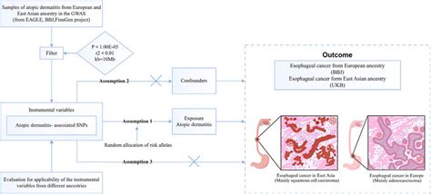 The Overview Of Study Design And Assumptions Of The Mendelian