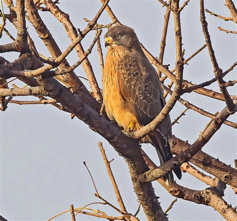 Grasshopper Buzzard