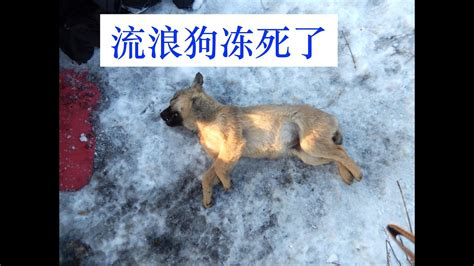 全镇100多条，流浪狗，被抛弃，零下33度怎么生存 Youtube
