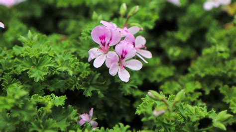Can Citronella Repel Mosquitoes Entomologists Say They Do Homes And