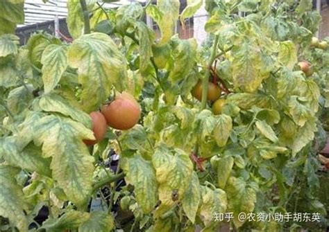 氨基酸叶面肥的作用叶面肥什么时候打好效果非常好的叶面肥 知乎